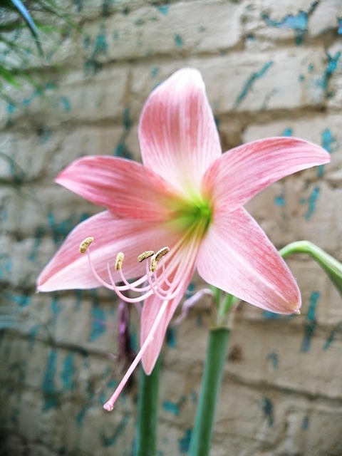 Beautiful Flower Anthers Pink - Free photo on Pixabay - Pixabay