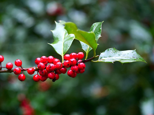 Natal Deco Azevinho - Foto gratuita no Pixabay - Pixabay