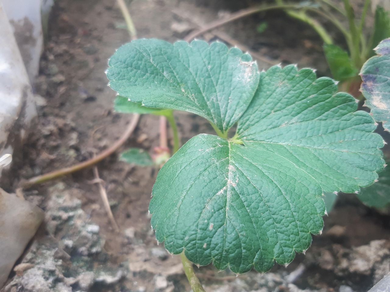 Strawberry Seedling Green - Free photo on Pixabay - Pixabay