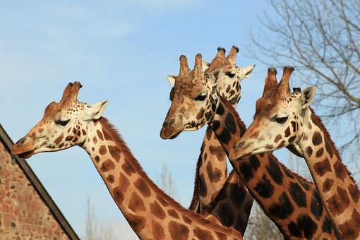 10+ Free Ossicone & Giraffe Images
