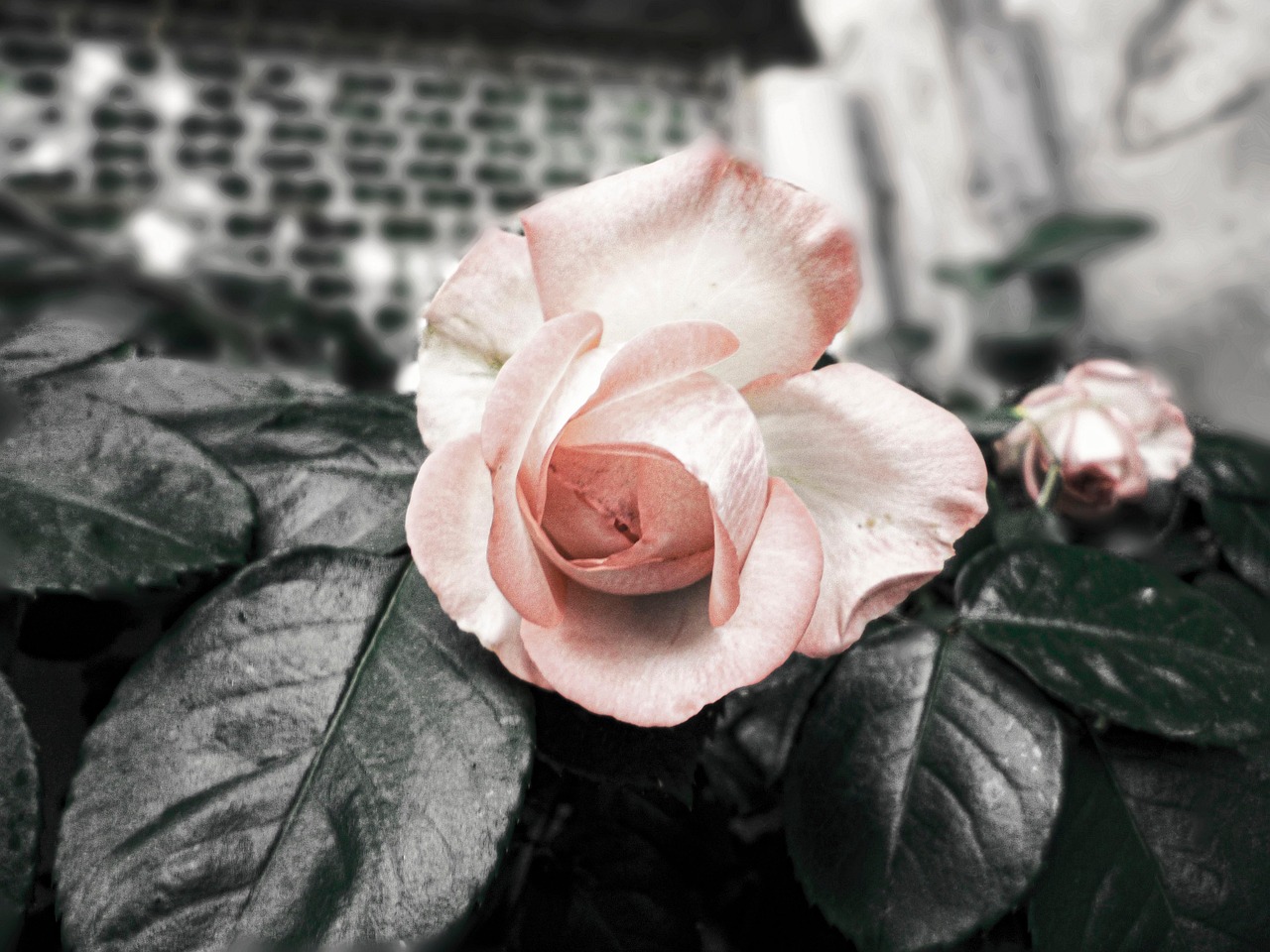 Romantic Rosal Garden Pink - Foto gratis en Pixabay - Pixabay