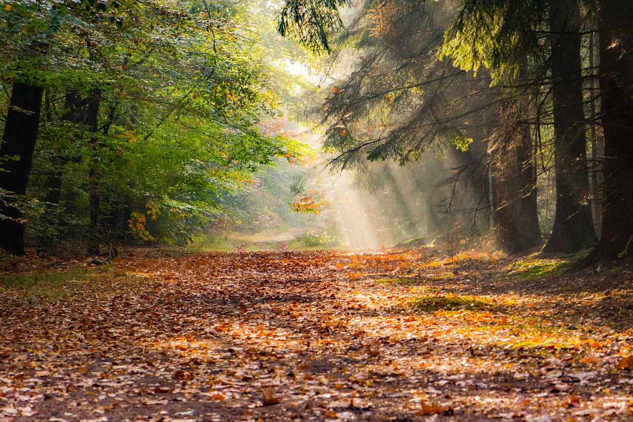 Arvores Folhas Floresta - Foto gratuita no Pixabay - Pixabay