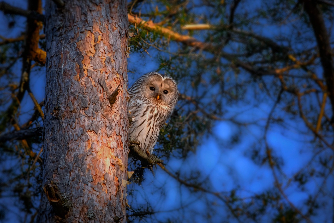 Ural Owl Strix Uralensis Bird - Free photo on Pixabay
