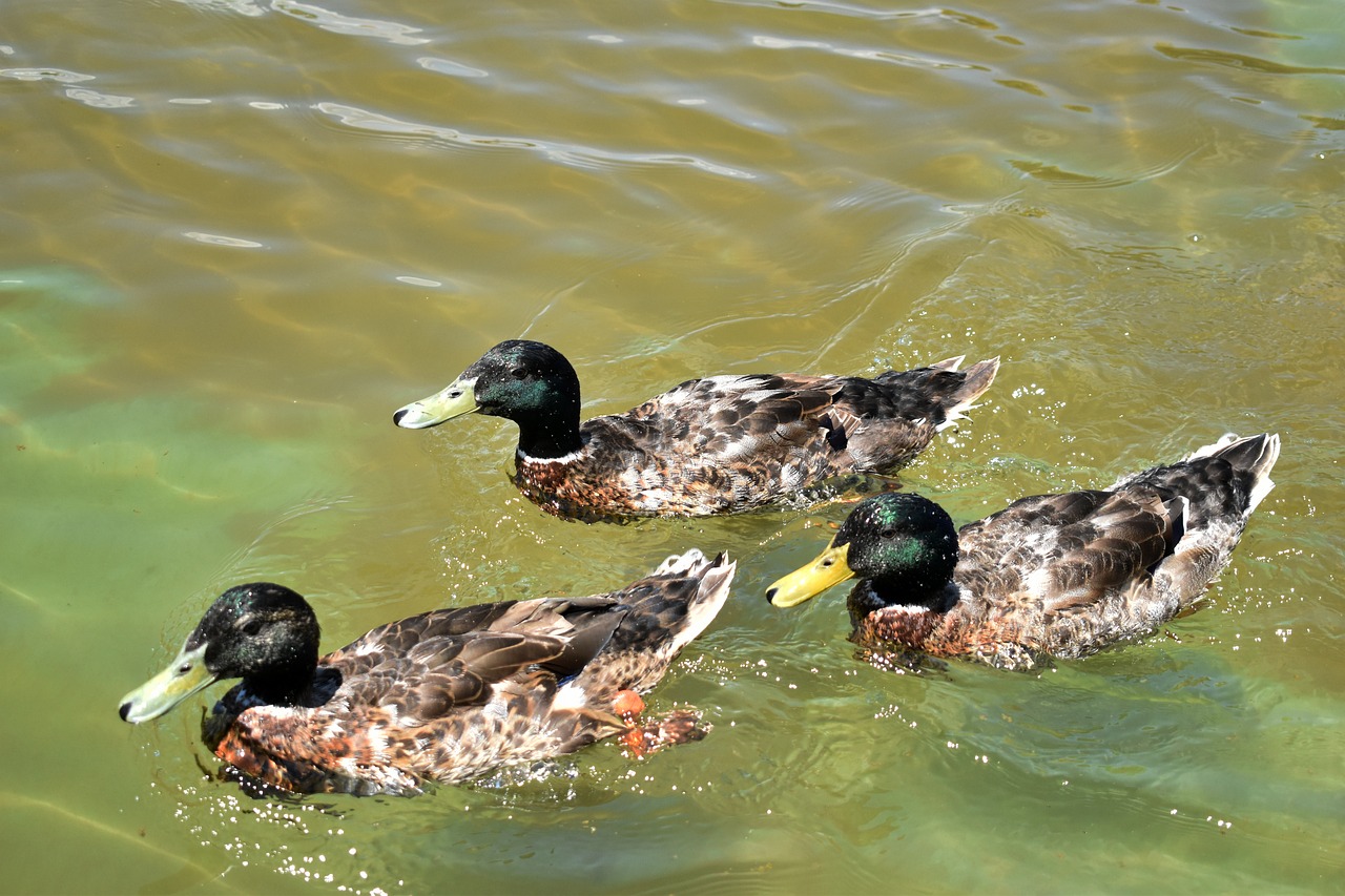 Patos Pato El Patito - Foto gratis en Pixabay - Pixabay