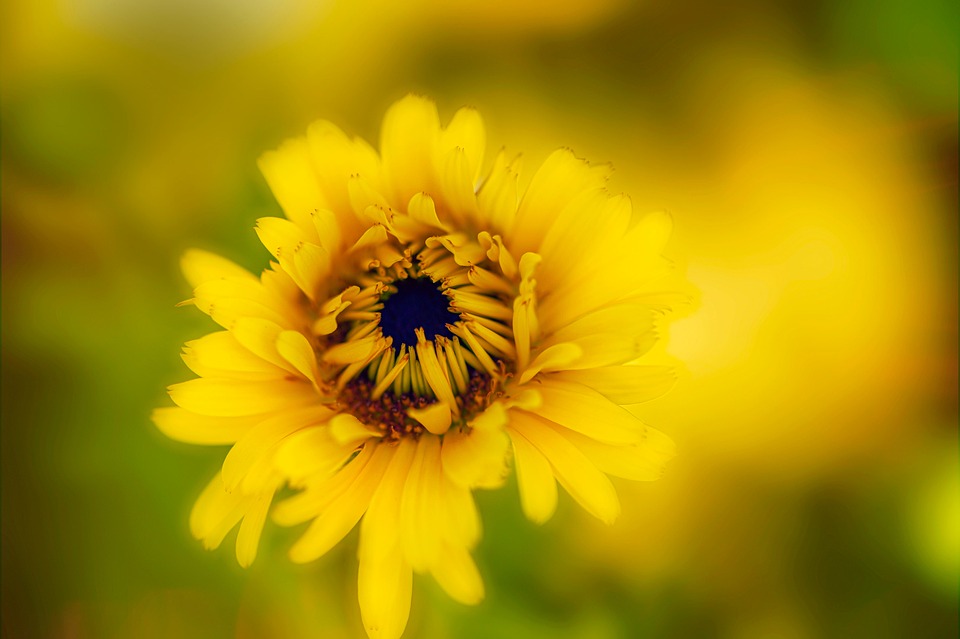 Flower Yellow Blooming - Free photo on Pixabay - Pixabay