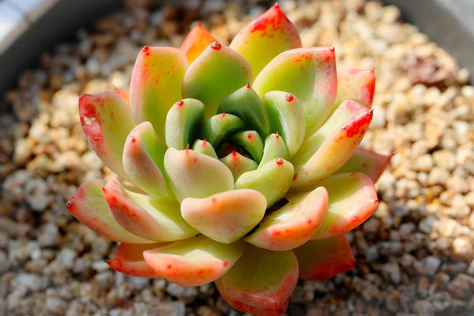 Succulents Fleshy Succulent - Free photo on Pixabay