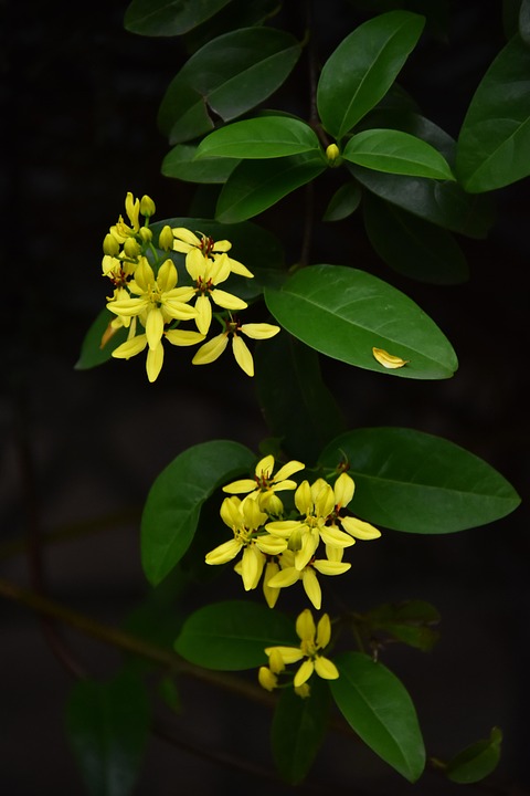 Thryallis Blumen Pflanze - Kostenloses Foto auf Pixabay