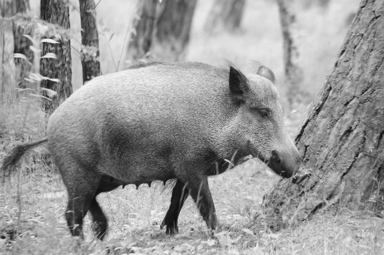 Boar Sow Sea Sprinkler - Free photo on Pixabay - Pixabay