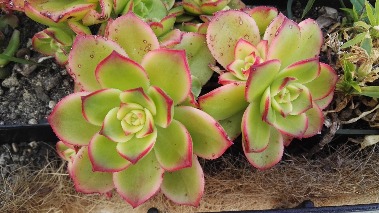 Plantelor Suculent Gree - Fotografie gratuită pe Pixabay - Pixabay