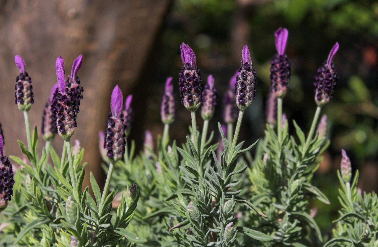 Lavandas Flores Plantas - Foto gratis en Pixabay - Pixabay