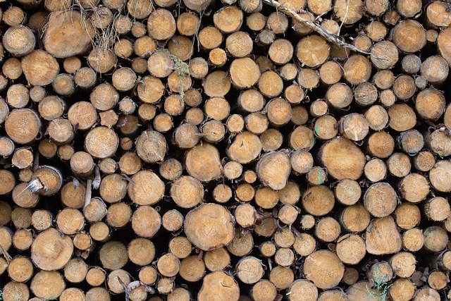 Wood Tree Trunk Trunks - Free photo on Pixabay - Pixabay