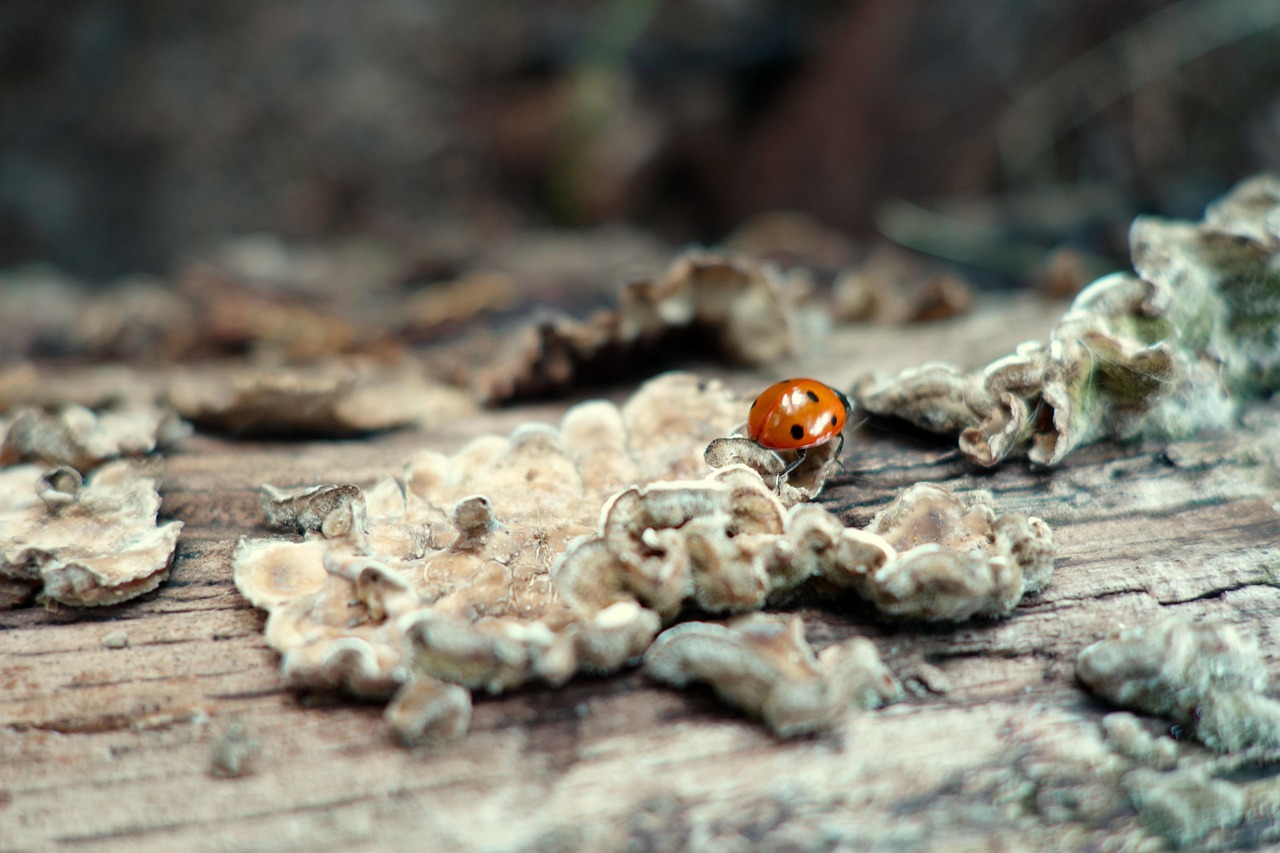 Ladybird Nature Fungus Free Photo On Pixabay Pixabay