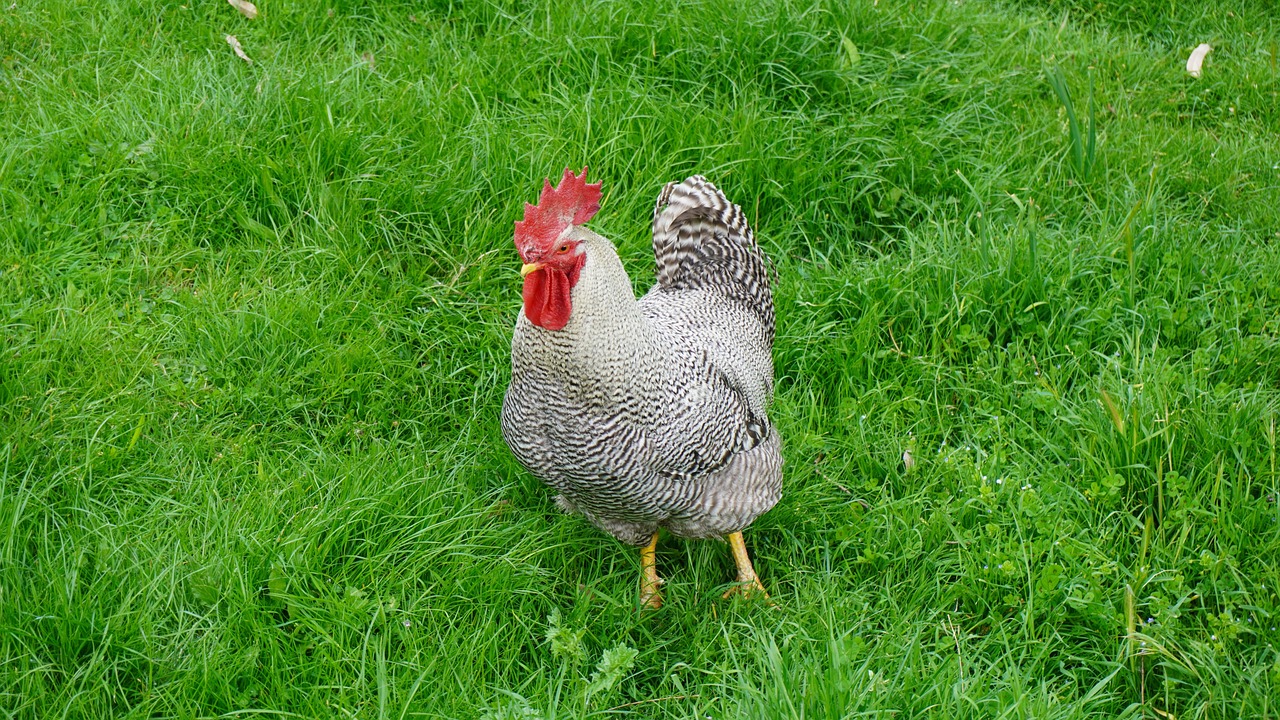 Poulet Noir Et Blanc De - Photo gratuite sur Pixabay - Pixabay