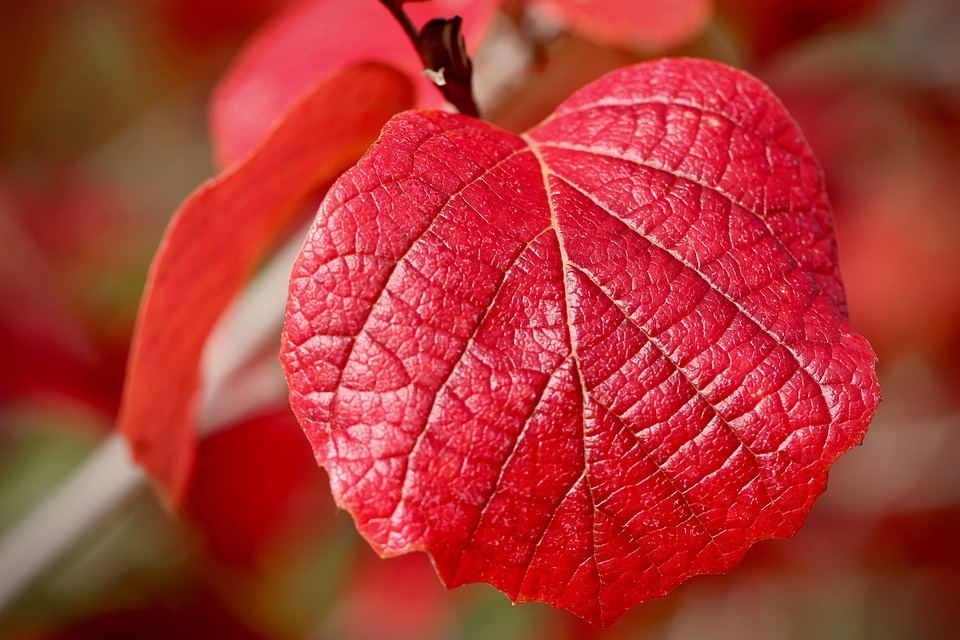 Leaf Veins Red Structure - Free photo on Pixabay