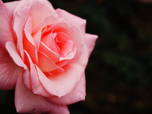 Rose Bunga Pink - Foto gratis di Pixabay - Pixabay