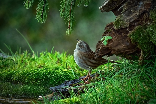 Sparrow Bird Beak - Free photo on Pixabay