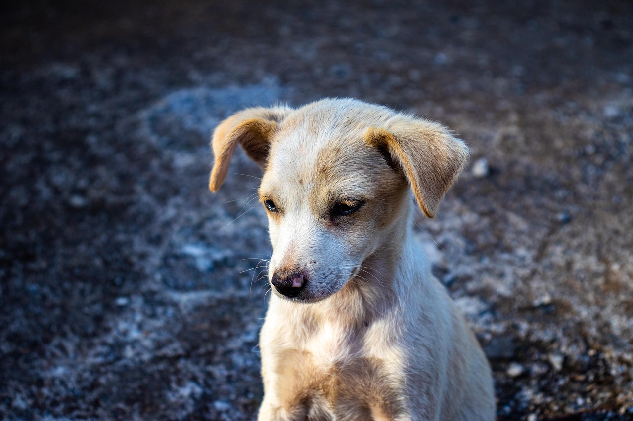 Cachorro Filhote De Bicho - Foto gratuita no Pixabay - Pixabay