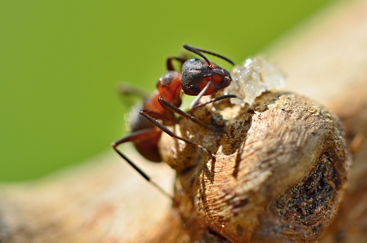 Ant Insect Bug - Free photo on Pixabay