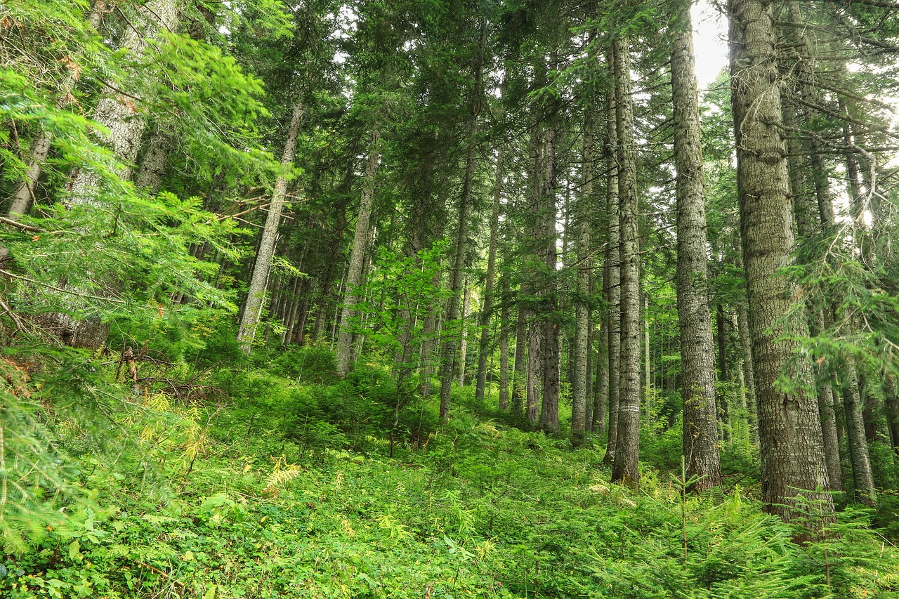 Paysage Forêt Montagne La - Photo gratuite sur Pixabay - Pixabay