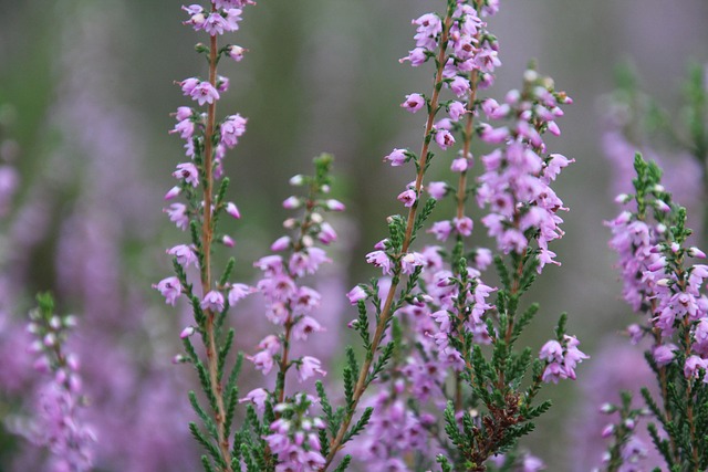 Heather Forest Nature - Free photo on Pixabay - Pixabay