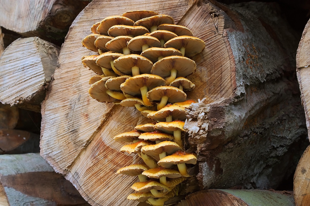 Tree Mushroom Log Fall Close - Free photo on Pixabay - Pixabay