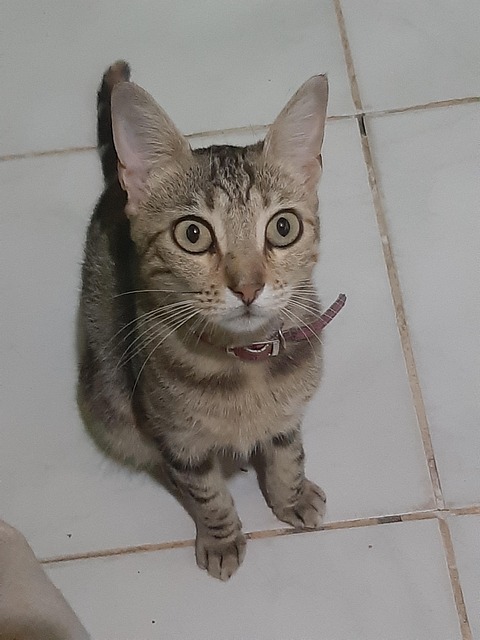 Gatito Felino Gato - ภาพฟรีบน Pixabay