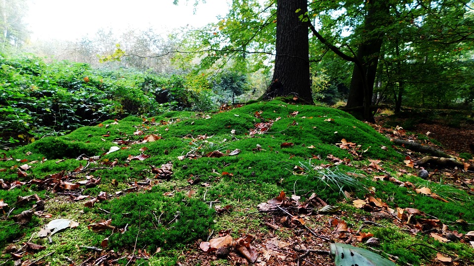Deutscher Wald - Kostenloses Foto auf Pixabay - Pixabay