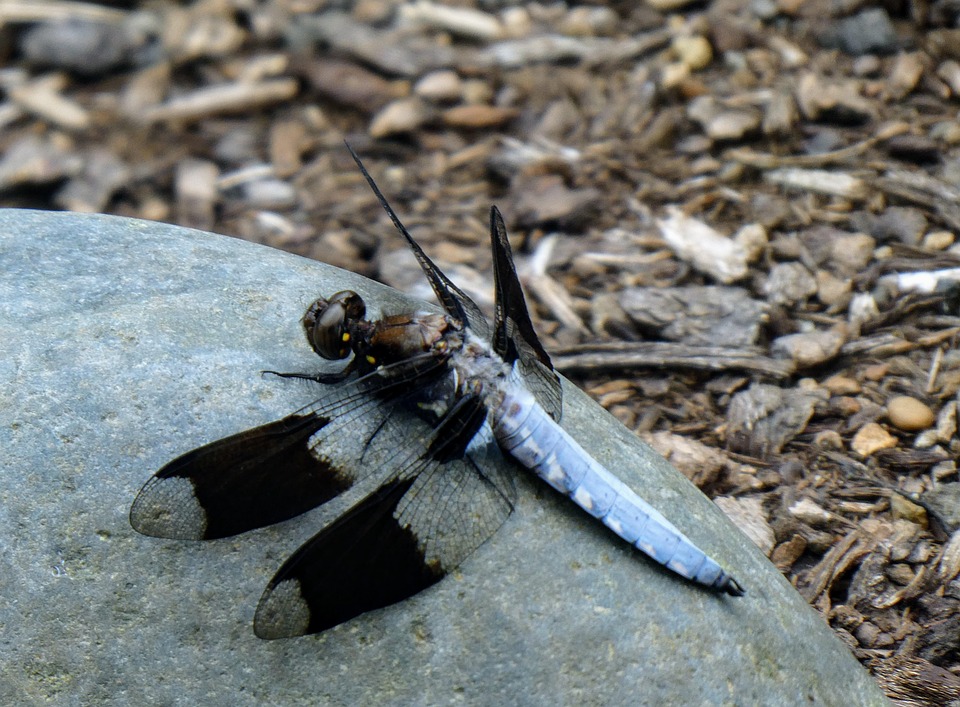 Libelle Insekt Biologie - Kostenloses Foto auf Pixabay