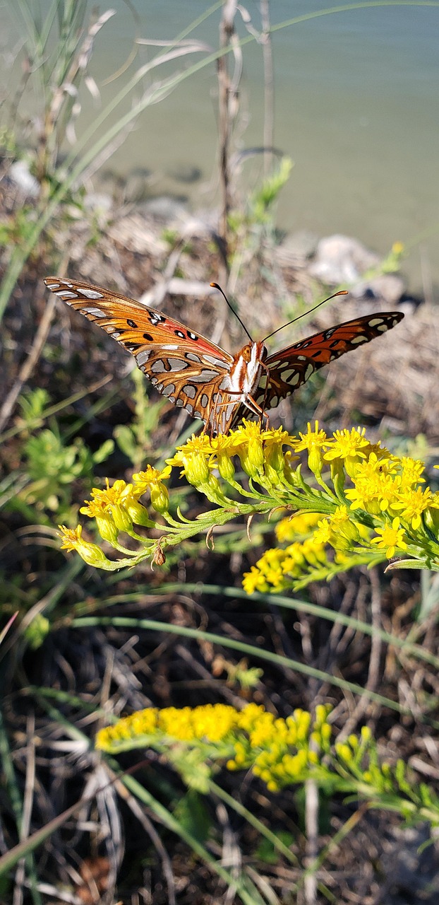 Butterfly Pawley'S Island Yellow - Free photo on Pixabay - Pixabay