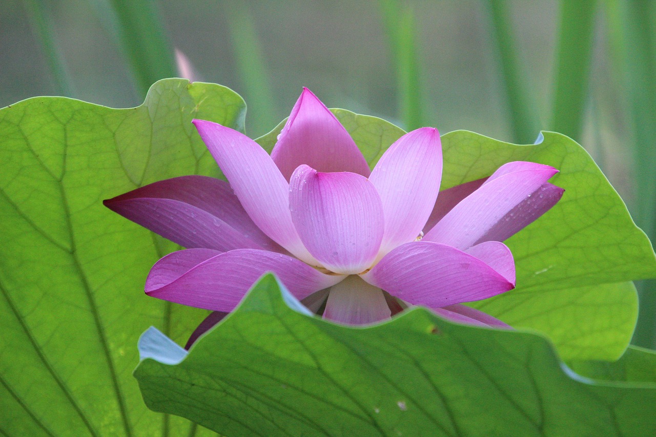 Lotus Flower Petals Water - Free photo on Pixabay - Pixabay