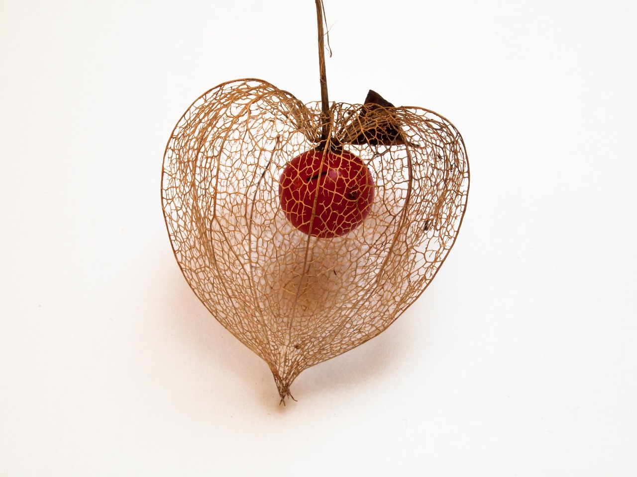 Physalis Fleur De Lampion Baie - Photo gratuite sur Pixabay - Pixabay