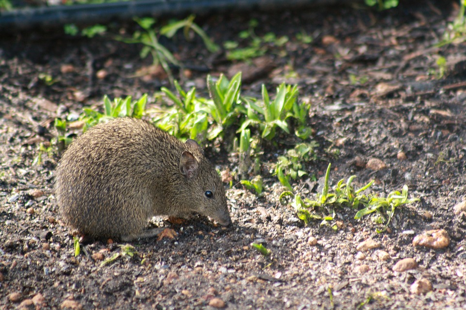 Bandicoot Quenda Marsupial - Foto gratis en Pixabay