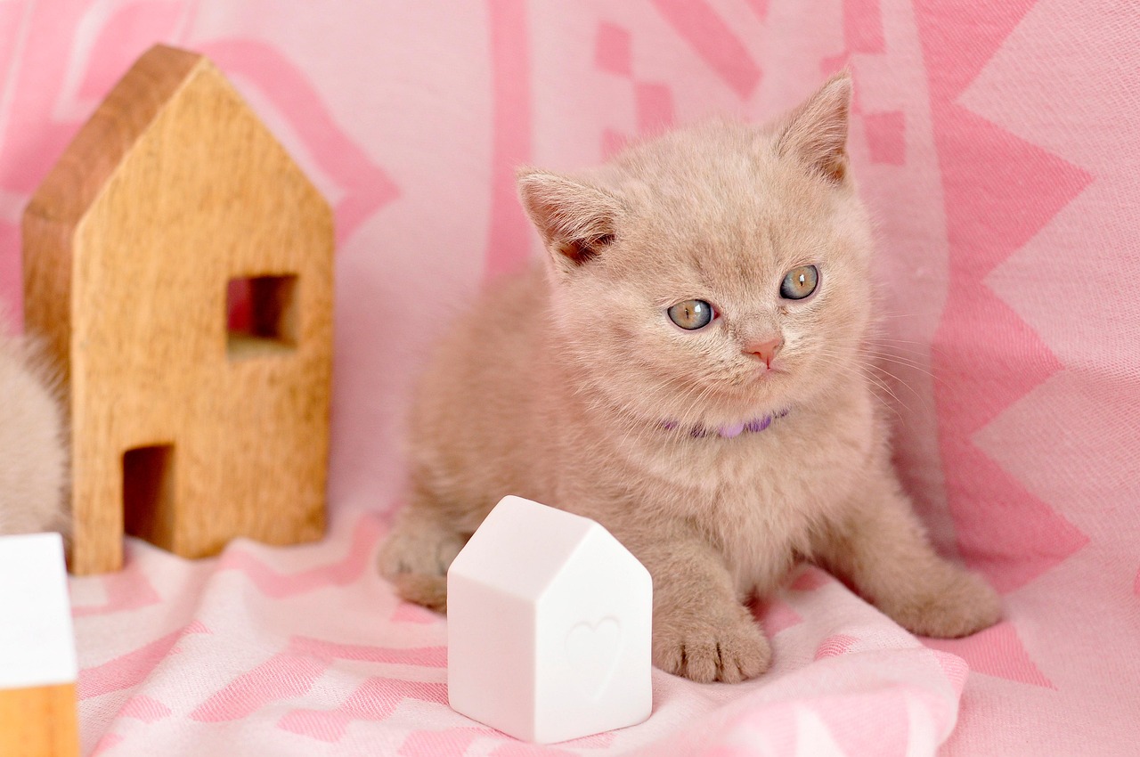 British Shorthair Chaton Chat - Photo gratuite sur Pixabay - Pixabay