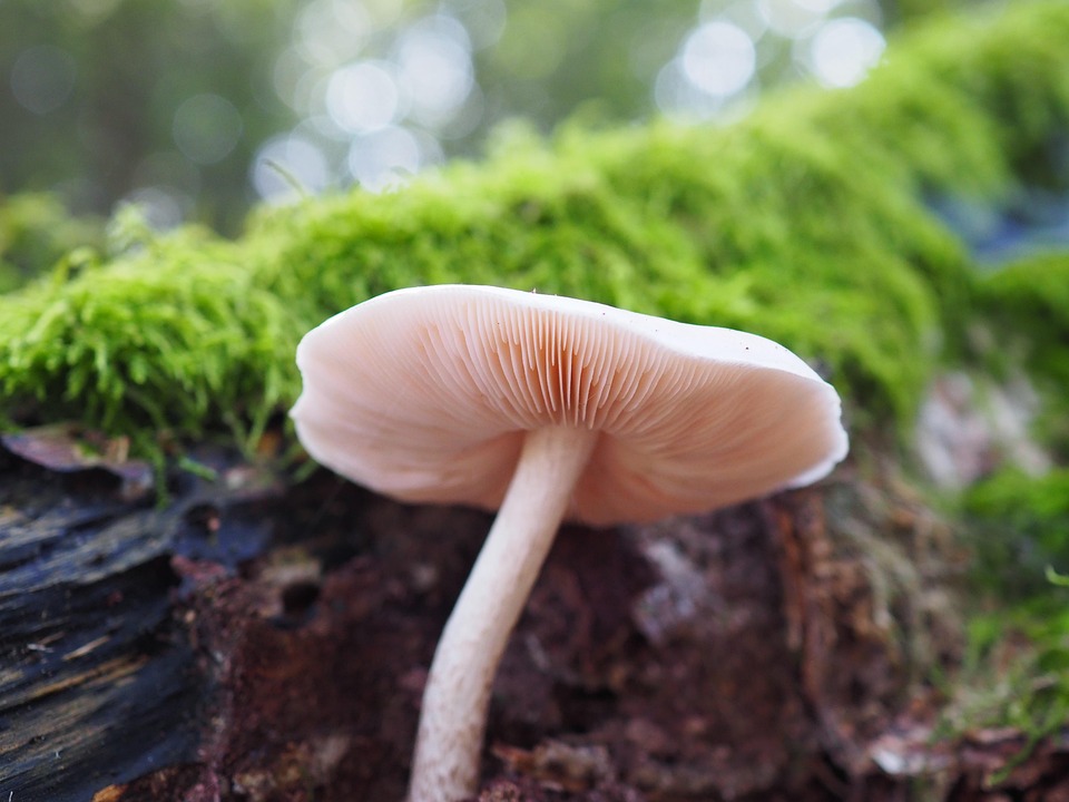 Autumn Mushroom Mushrooms - Free photo on Pixabay - Pixabay