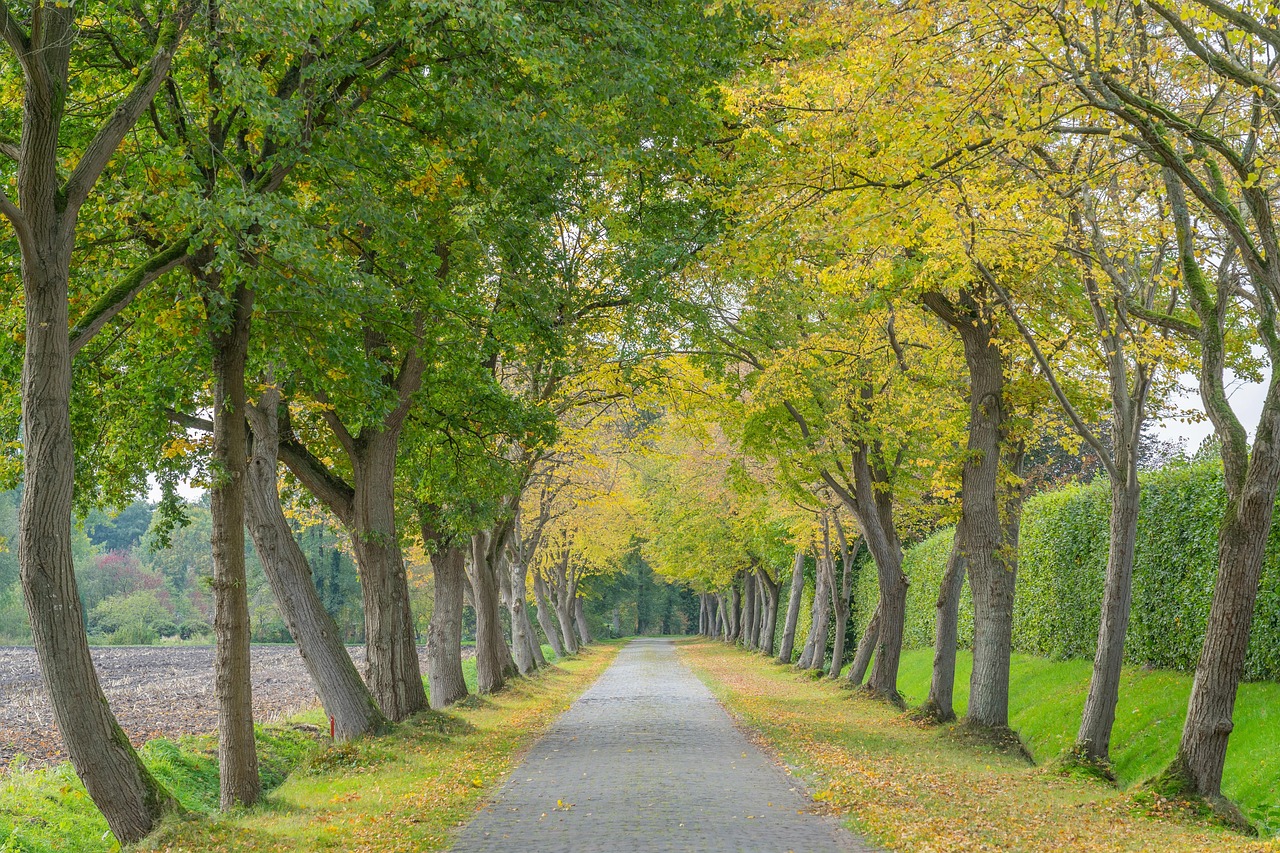 Avenue Road Trees - Free photo on Pixabay - Pixabay