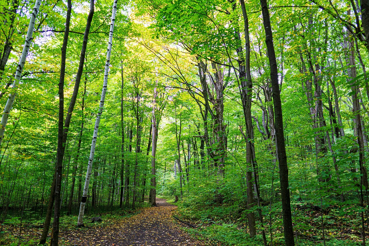 Bäume Wald Unterholz - Kostenloses Foto auf Pixabay - Pixabay