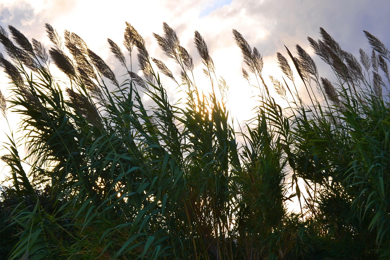 Melihat Alam Lanskap Matahari - Foto gratis di Pixabay - Pixabay