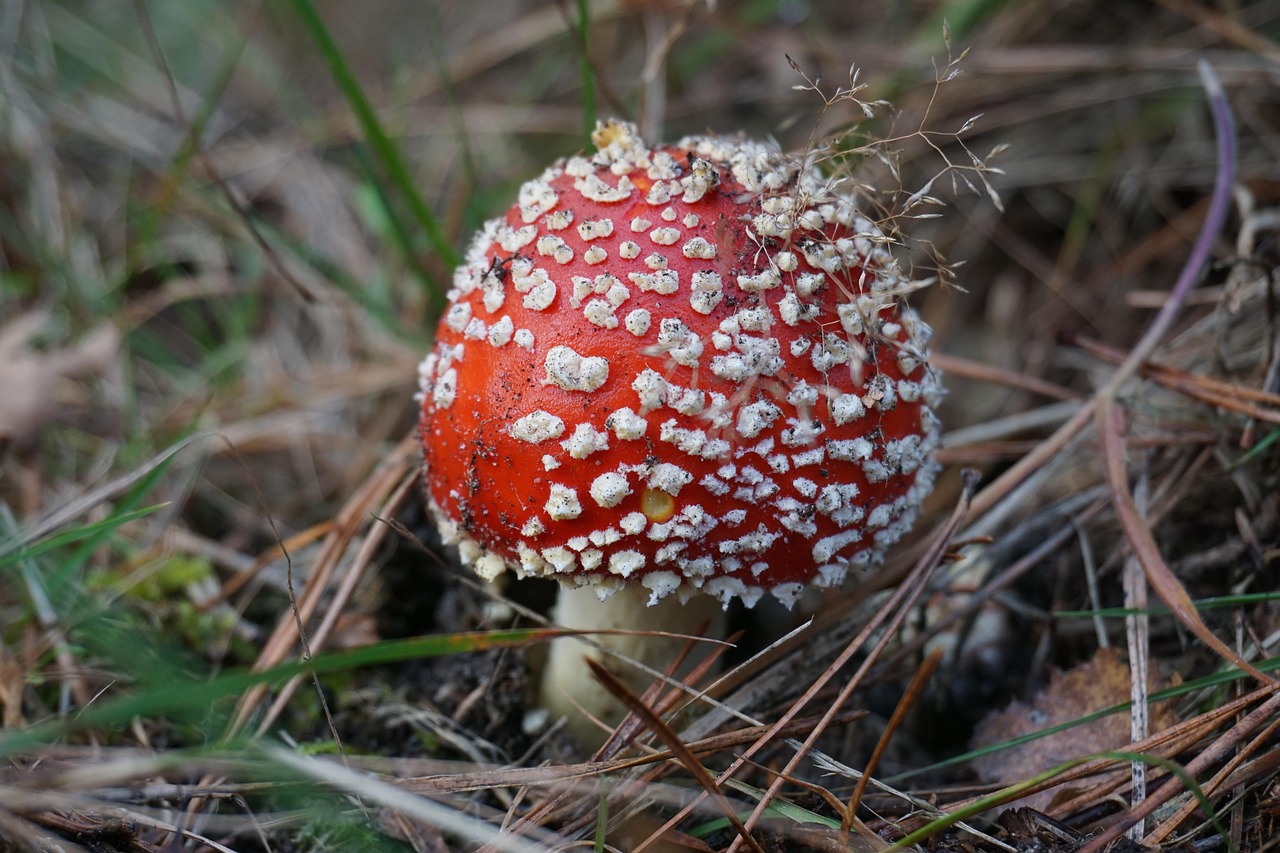 Mushroom Spotted Grass - Free photo on Pixabay - Pixabay
