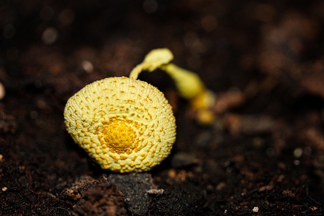 Champignon Toxique Poison - Photo gratuite sur Pixabay - Pixabay