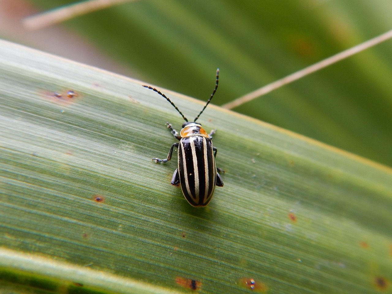 Beetle Insect Plant Flea - Free photo on Pixabay - Pixabay