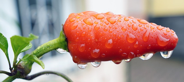Rojo Pimenton Chile - Foto gratis en Pixabay - Pixabay