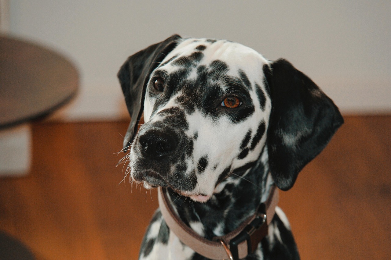 50,000+ Free Charming Dog & Dog Images - Pixabay