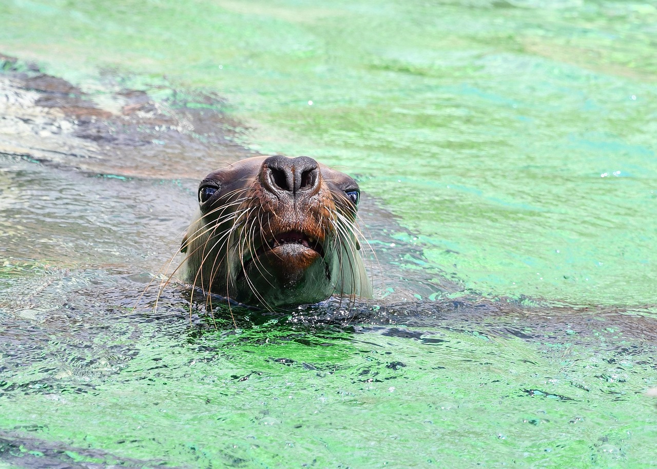 Sea Lion Marine Mammal - Free photo on Pixabay