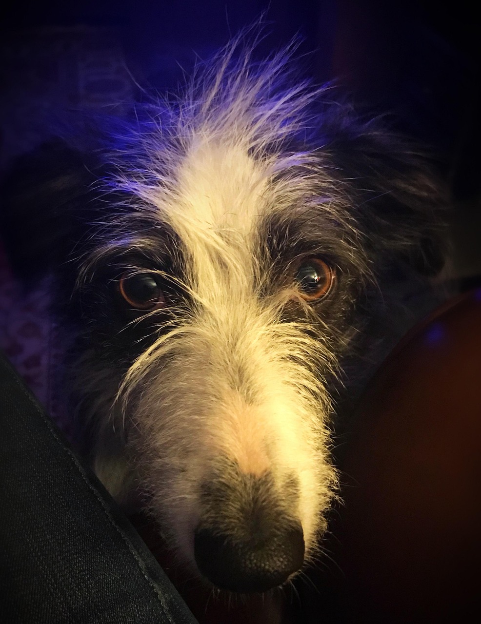 Hund Rapphönshund Sällskapsdjur - Gratis foto på Pixabay