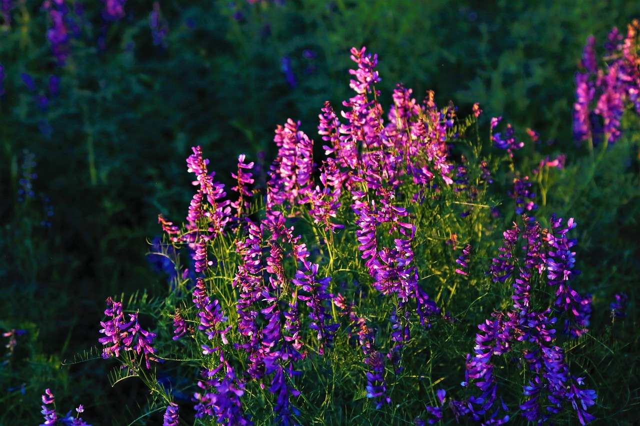 Flower Purple Color - Free photo on Pixabay - Pixabay