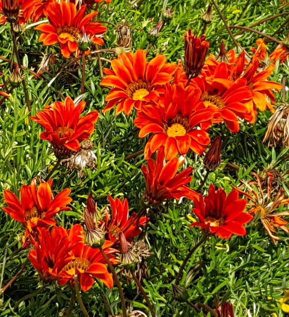 Gazanias Red Wildflower - Free photo on Pixabay