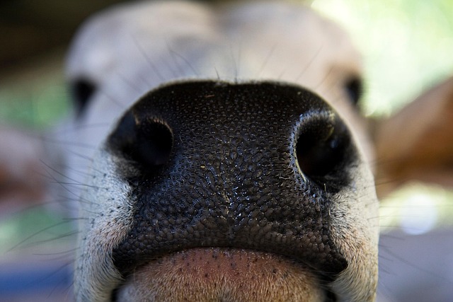 Sapi Moncong Ternak - Foto gratis di Pixabay - Pixabay