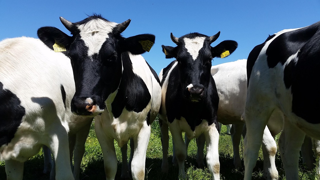 Sapi Padang Rumput Pertanian - Foto gratis di Pixabay - Pixabay