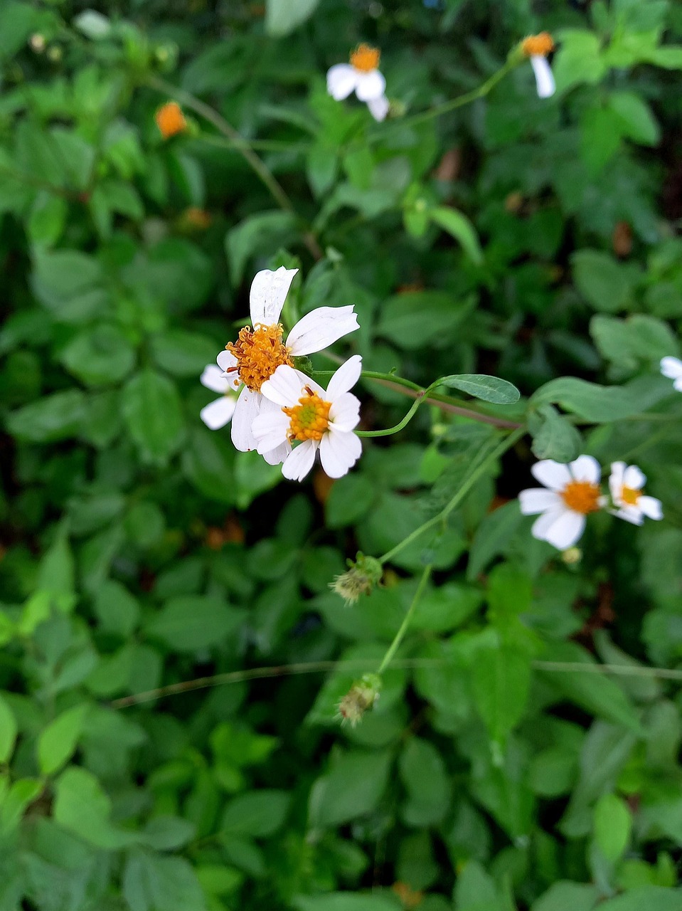 Bidens Pilosa Wedelia Trilobata - Photo gratuite sur Pixabay - Pixabay