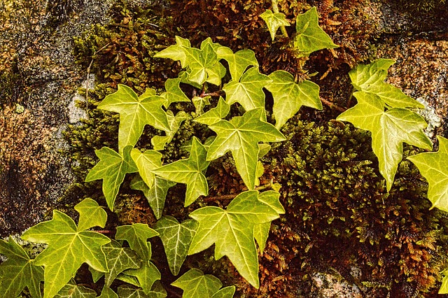 Lierre Plantes Feuilles - Photo gratuite sur Pixabay - Pixabay